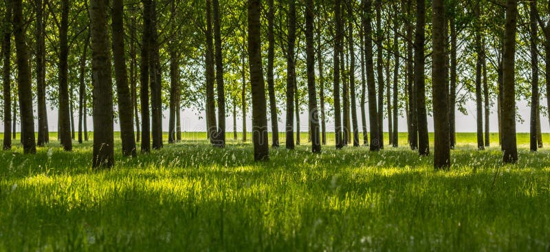 Poplar pollen stock photo. Image of pollen, flying, trees - 45661952