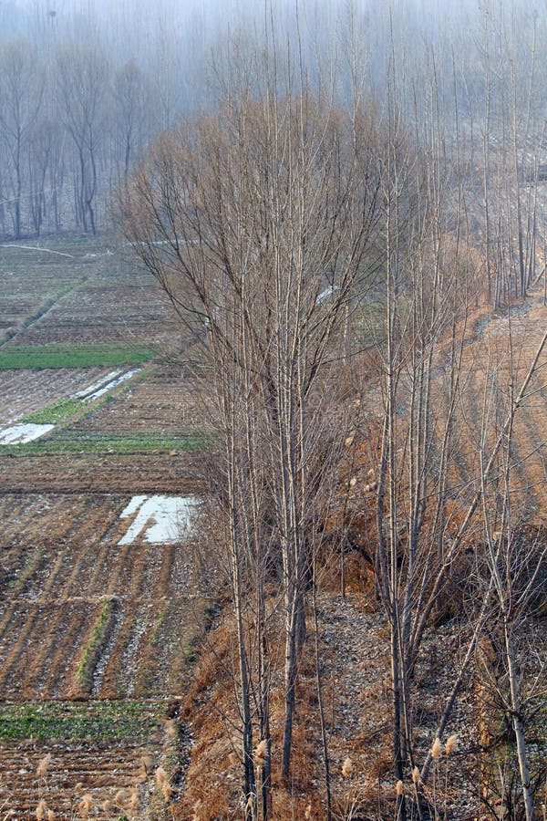 Poplar trees in winter stock image. Image of blue, poplar - 242926571