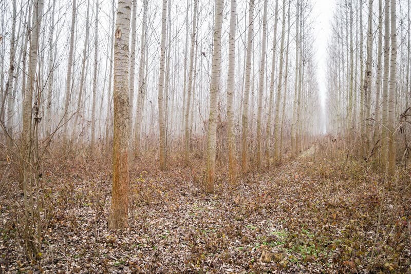 Poplar Trees in the Winter Period of the Year Stock Image - Image of ...