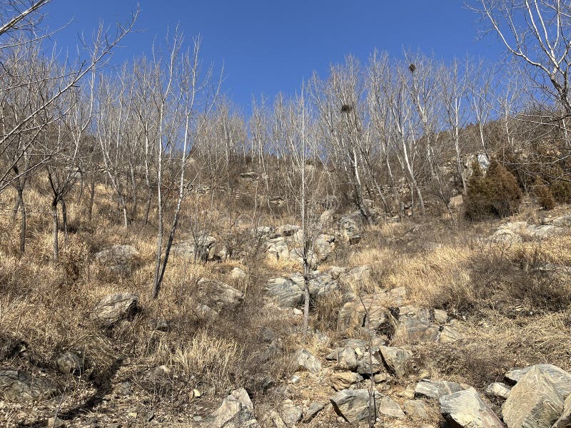 Poplar trees in winter stock image. Image of landscape - 242926543