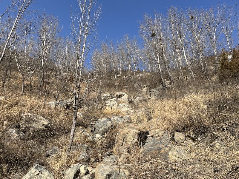 Poplar trees in winter stock photo. Image of solitude - 242926558