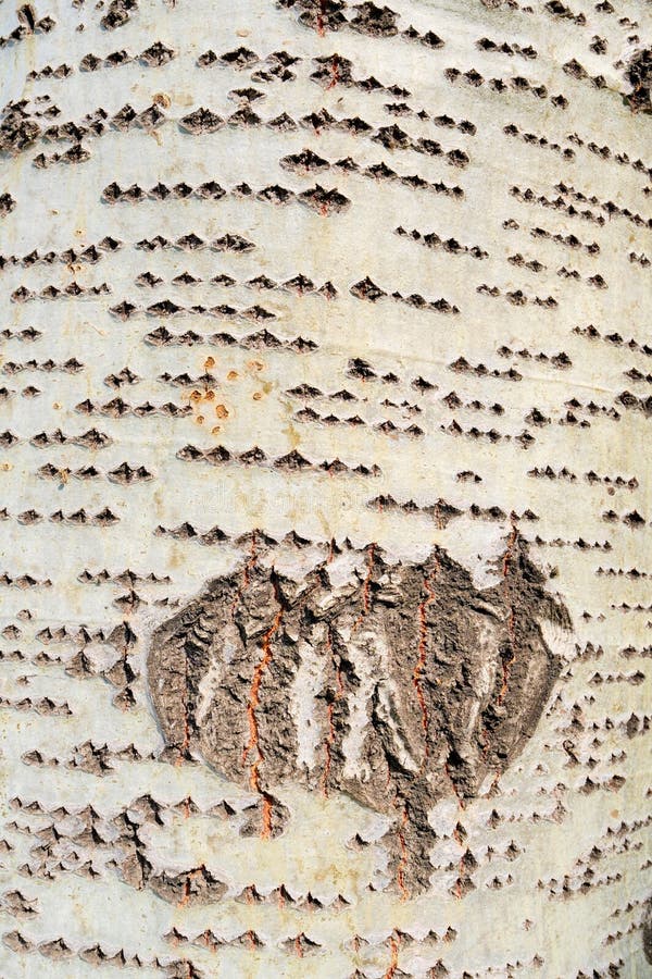 Poplar trunk stock image. Image of pore, tree, bole - 292034259