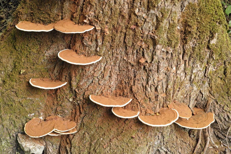 Poplar Trunk with Mushrooms Stock Image - Image of mycelium, bracket ...