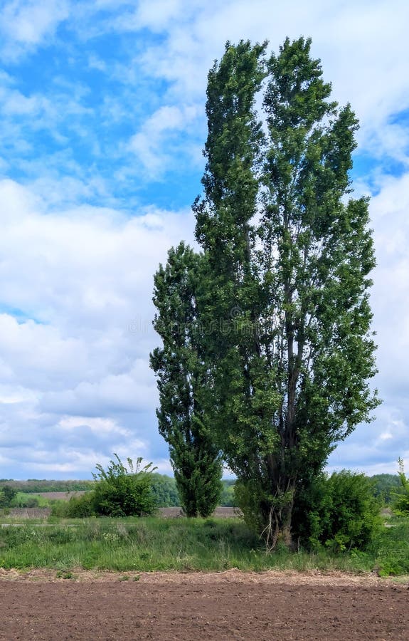 Poplar Under a Bright, Cloudy Spring Sky Stock Photo - Image of grows ...