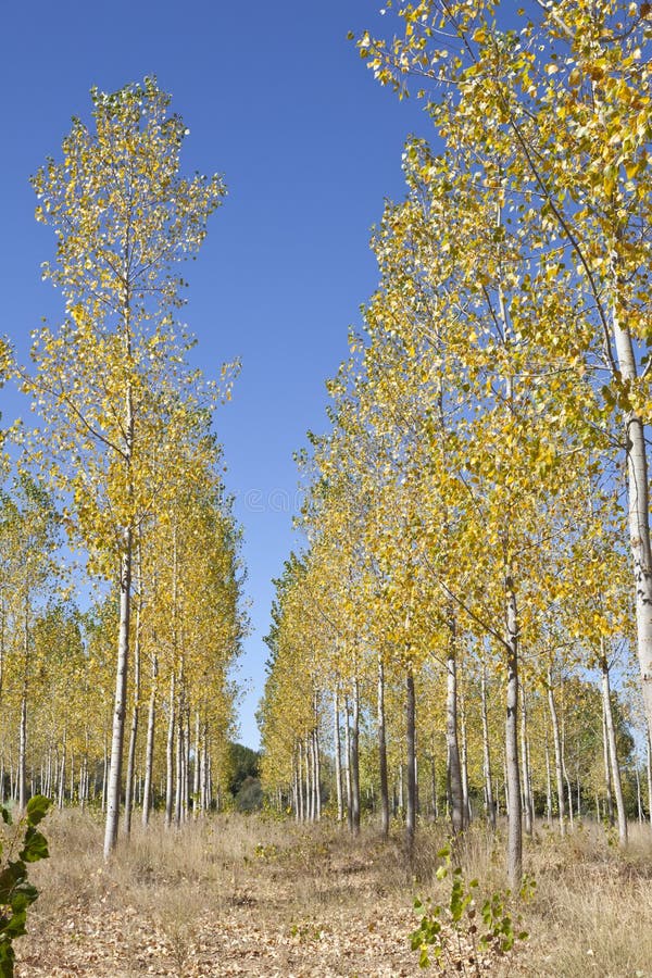 Poplars in autumn stock image. Image of countryside, hojas - 21529323