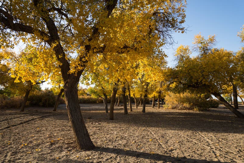 Poplars in Ejina stock image. Image of blue, sunshine - 35311099