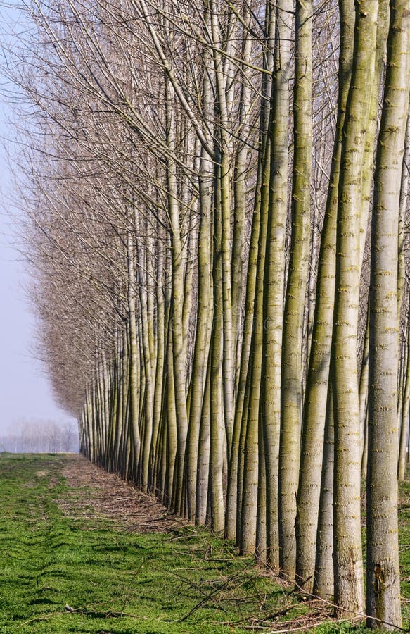 Poplars Near Tromello, Lomellina (Italy) Stock Image - Image of ...