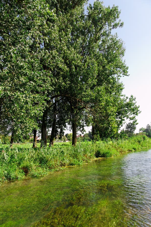 Poplars (Populus) are in a Row on a River, Germany Stock Photo - Image ...