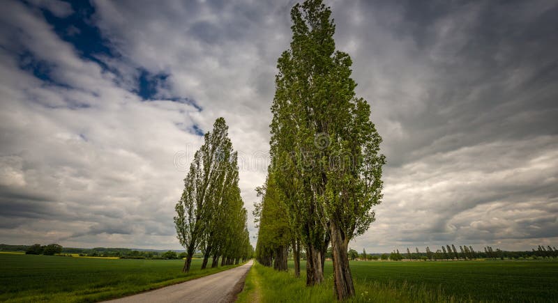 Big Poplars Trees Along the Road Stock Photo - Image of sprig, wood ...