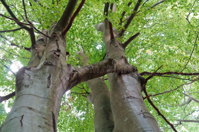 Poplars, Two Tree Trunks, Old Trees Next To Each Other Stock Photo ...