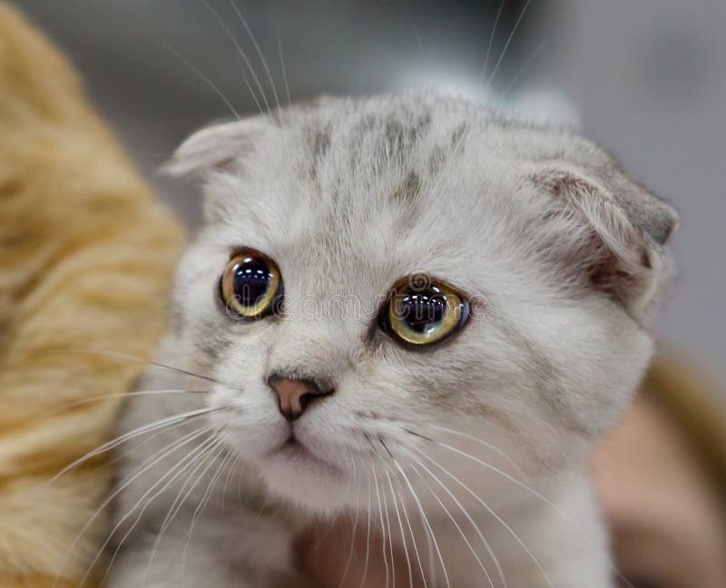 Popolare Dello Scottish Della Razza Del Gatto Fotografia Stock ...