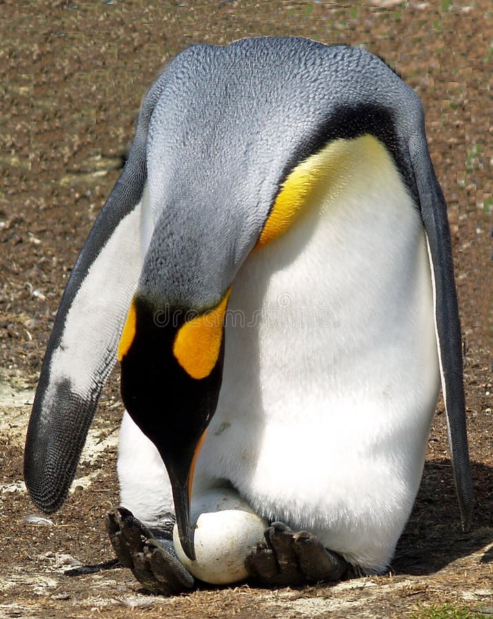 Poppa stock image. Image of penguin, behavior, eggs, parental - 5023861