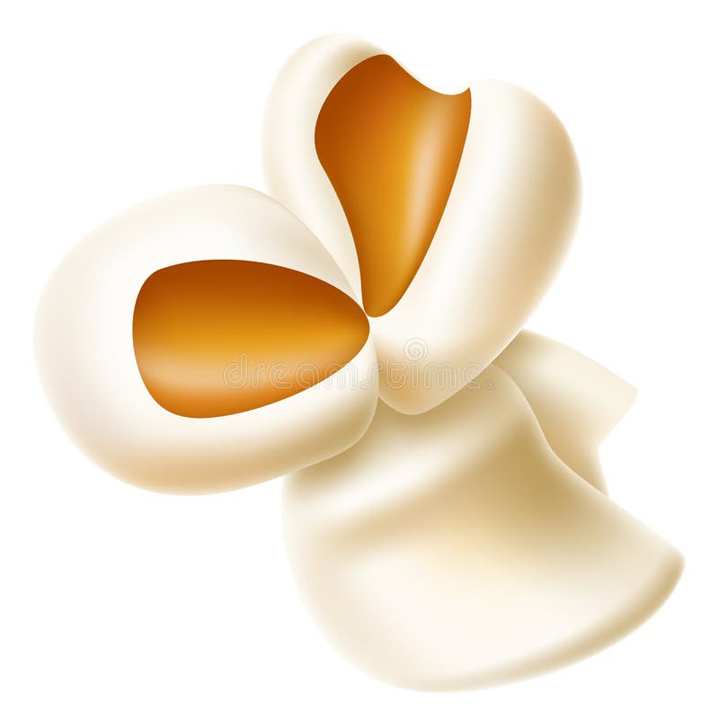 Popcorn Kernel Vector