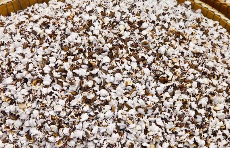 Popped rice stock photo. Image of history, white, material - 31581606