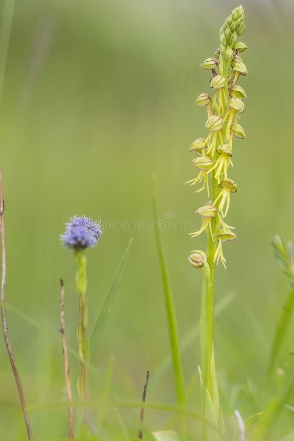 Poppenorchis, Man Orchid, Orchis Anthropophora Stock Image - Image of ...