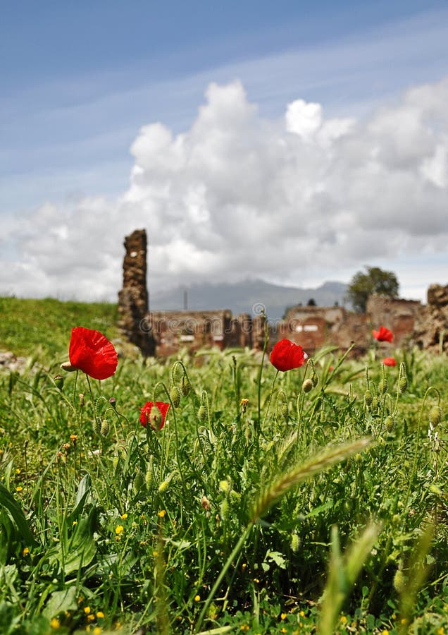 Poppies stock image. Image of roman, cataclysm, vesuvius - 13583197