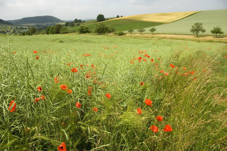 Poppies stock photo. Image of covered, blazing, hilly - 1510876