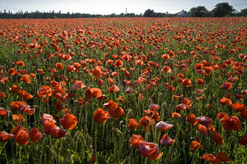 Poppies stock photo. Image of flowers, agriculture, summer - 17174684