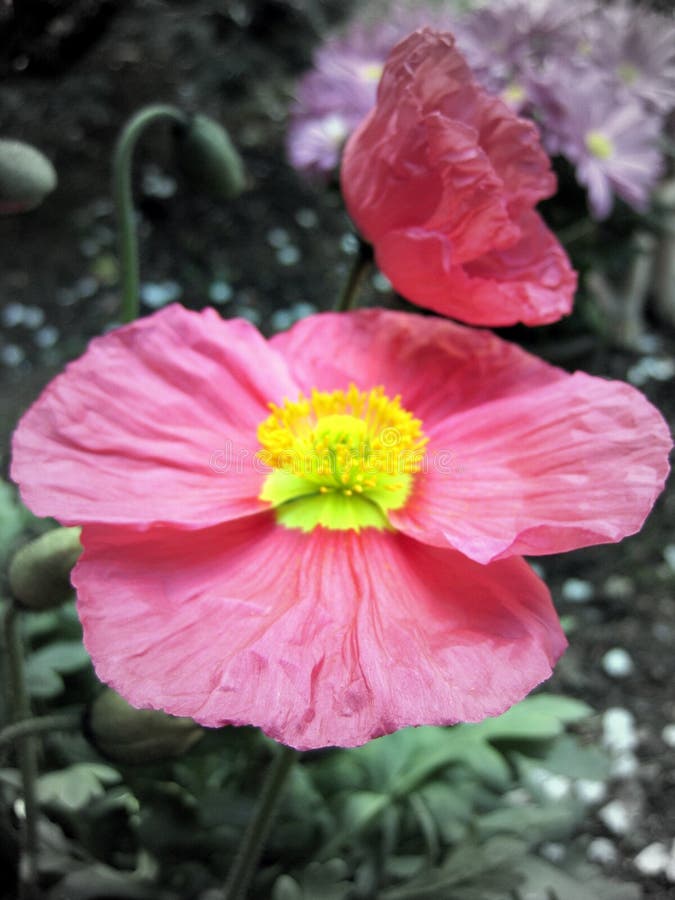 Poppies stock photo. Image of fresh, spring, pavot, pink - 2074014