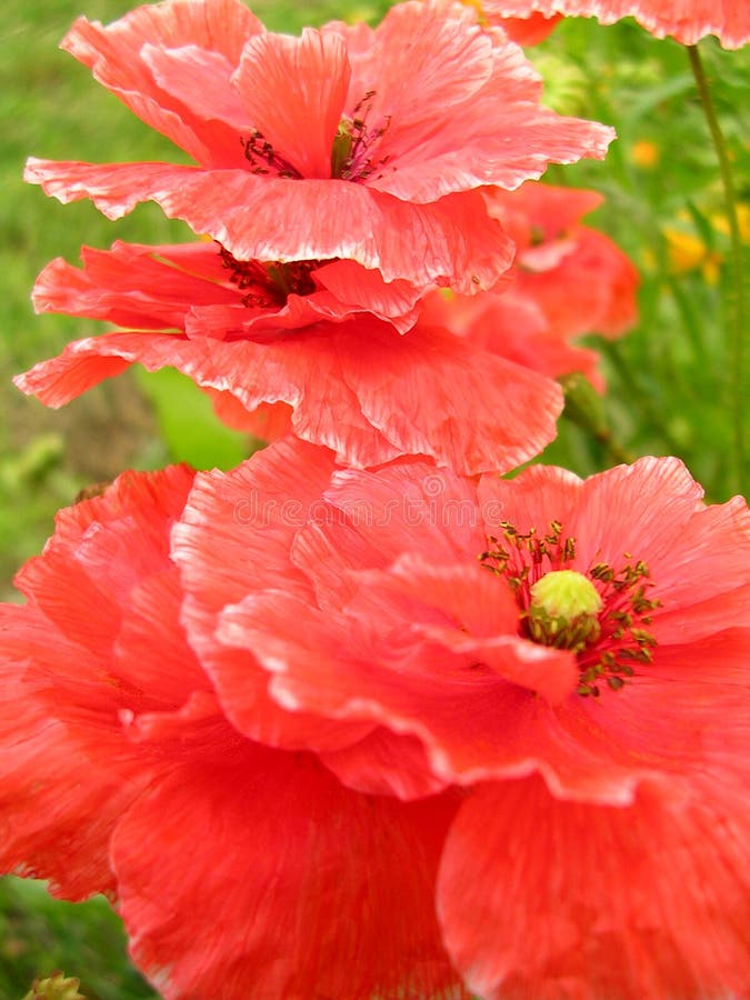 Red poppies stock image. Image of grow, colors, colours - 5306069