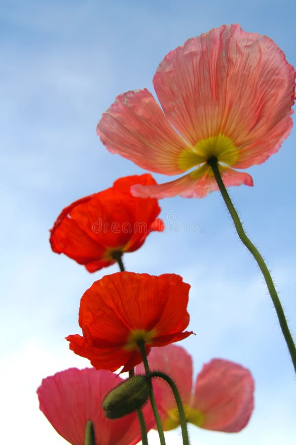 Single Pink Poppy stock photo. Image of poppy, outdoors - 3271156