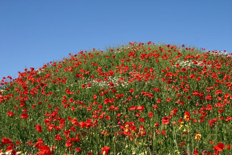 Mountain Meadow Field and Red Poppies Stock Photo - Image of papavers ...
