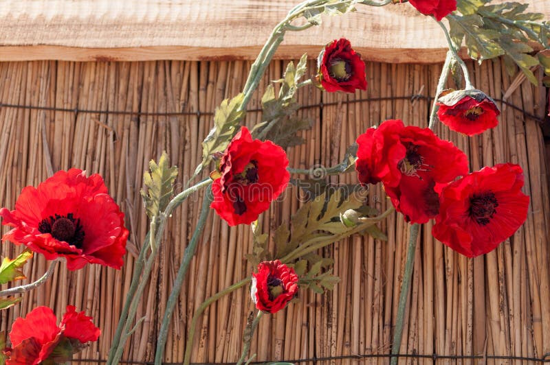 Poppies against stock image. Image of grass, straw, poppy - 60101973