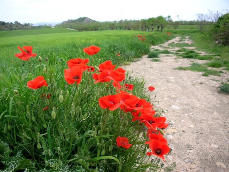 Poppies along farm road stock image. Image of pollardwillow - 27017843