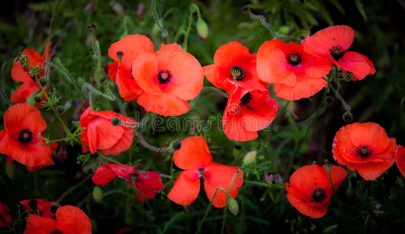 Poppies stock image. Image of light, colour, somme, poppies - 97752297