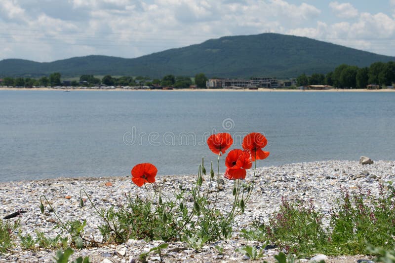Poppies on the beach 7 stock photo. Image of rock, rubble - 55015760