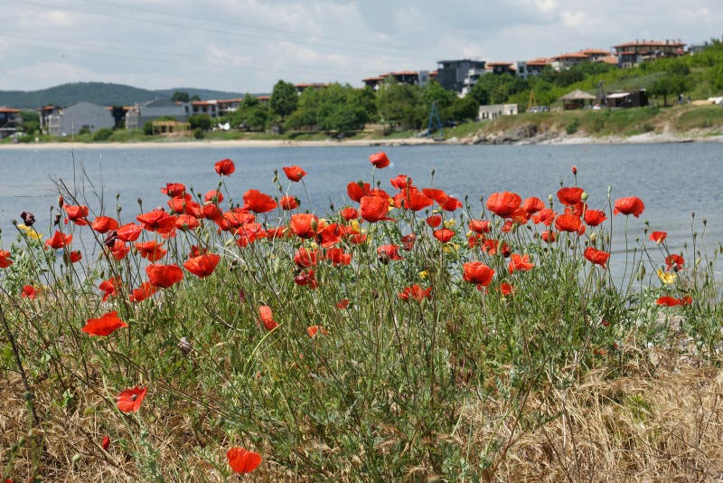Poppies on the beach 6 stock image. Image of ornamental - 55016041
