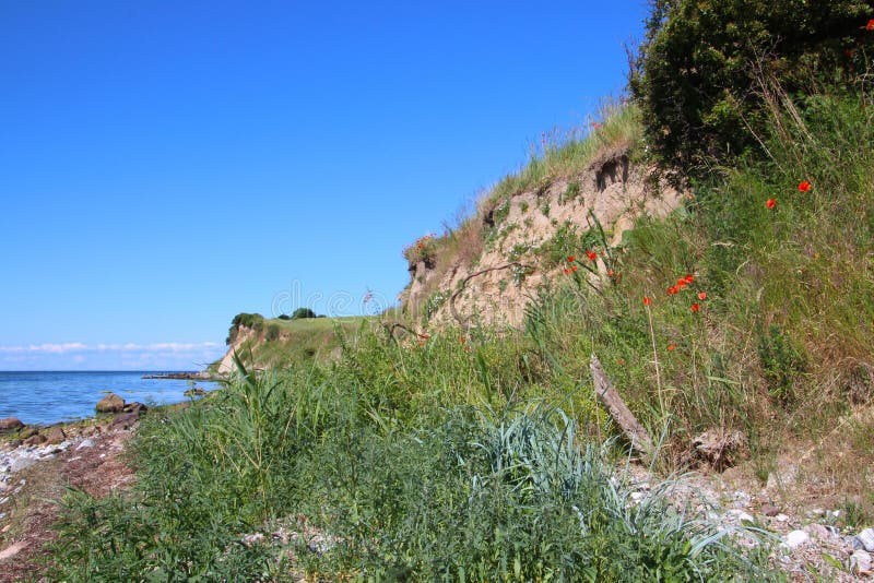 Poppies on the beach stock photo. Image of flowers, leaved - 74467416