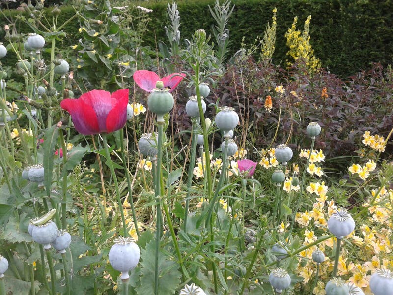 Poppies stock image. Image of garden, poppies, english - 65524679