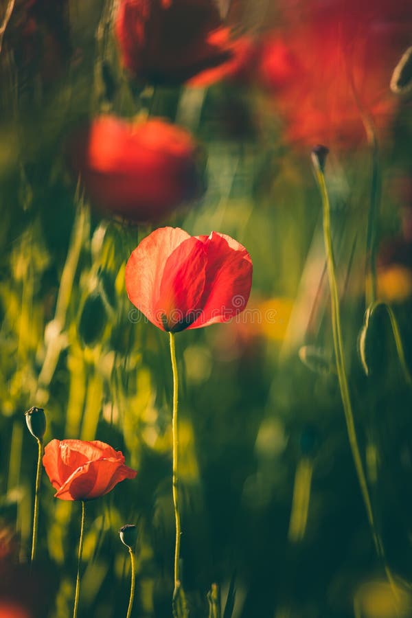 Poppies in a Beautiful Meadow during Spring Season Stock Image - Image ...