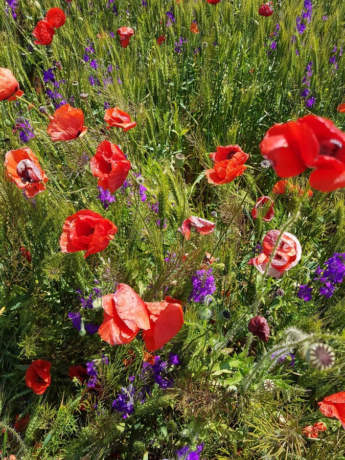 Poppies stock photo. Image of spring, poppies, meadow - 99589356
