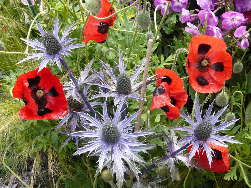 Poppies stock photo. Image of thistles, spots, blue, foliage - 36335626