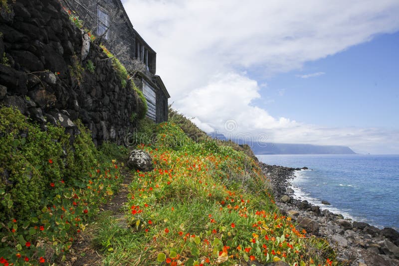 Poppies Bloom in the Coast of the Atlantic Ocean on Madeira Stock Image ...