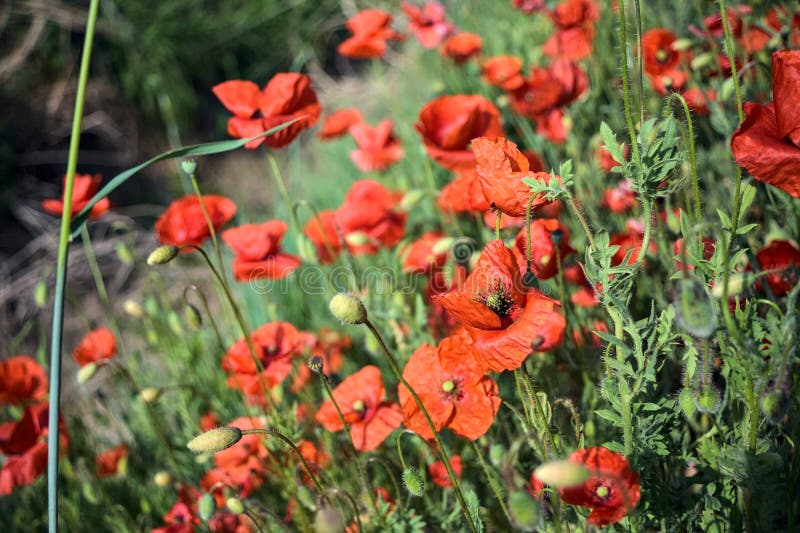 Poppies in Bloom in the Grass Seen Up Close Stock Image - Image of ...
