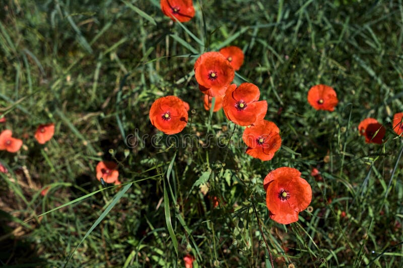 Poppies in Bloom in the Grass Seen Up Close Stock Photo - Image of ...