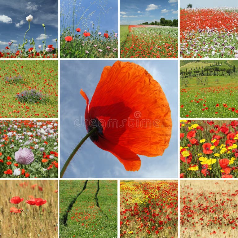 Poppies collage stock photo. Image of green, field, italian - 20983380
