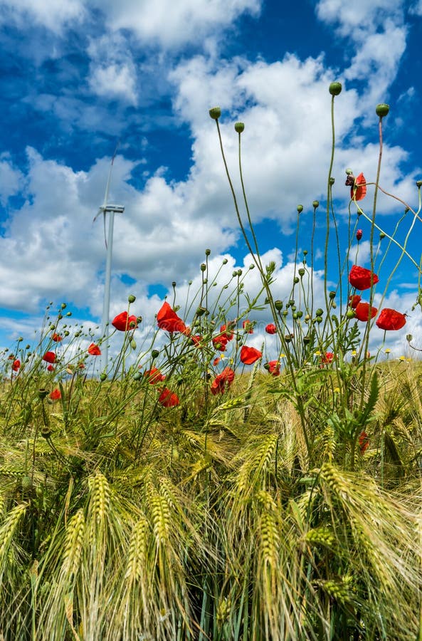 Country Way On Spring Field Of Yellow Flowers, Rape. Blue Sunny Sky ...