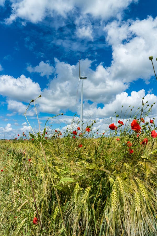 Country Way On Spring Field Of Yellow Flowers, Rape. Blue Sunny Sky ...
