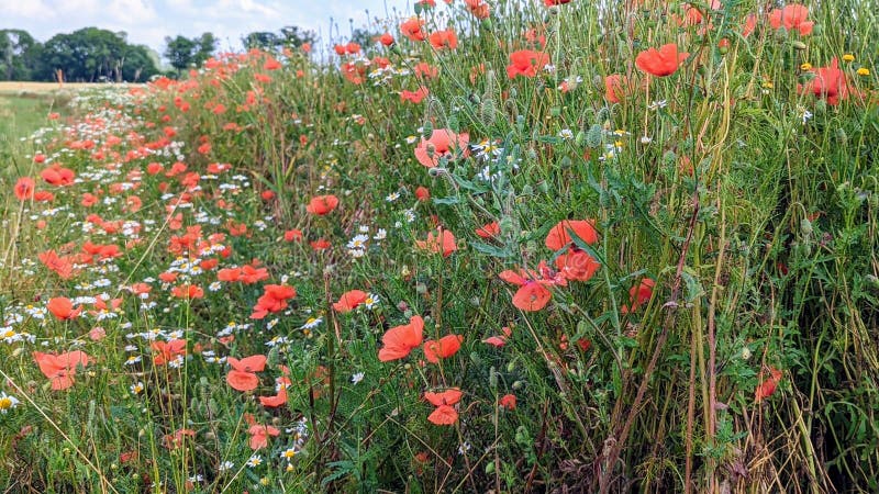 Poppies and Daisies at the Field Border Stock Photo - Image of meadow ...