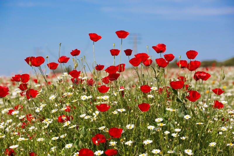 Poppies and Daisies on Spring Field Stock Image - Image of garden ...