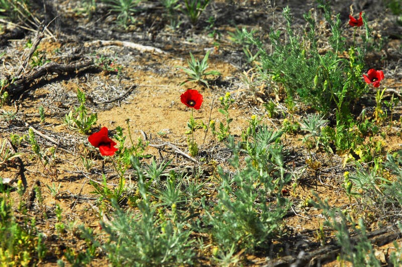 Poppies in the desert stock photo. Image of arid, flora - 122287782