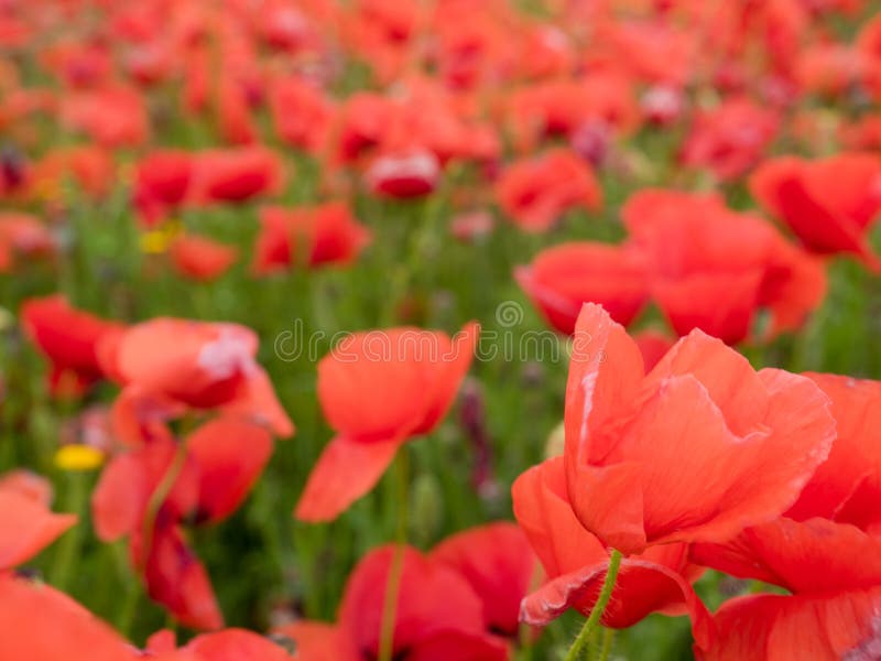 Poppies of Different Types in a Field Stock Image - Image of freshness ...