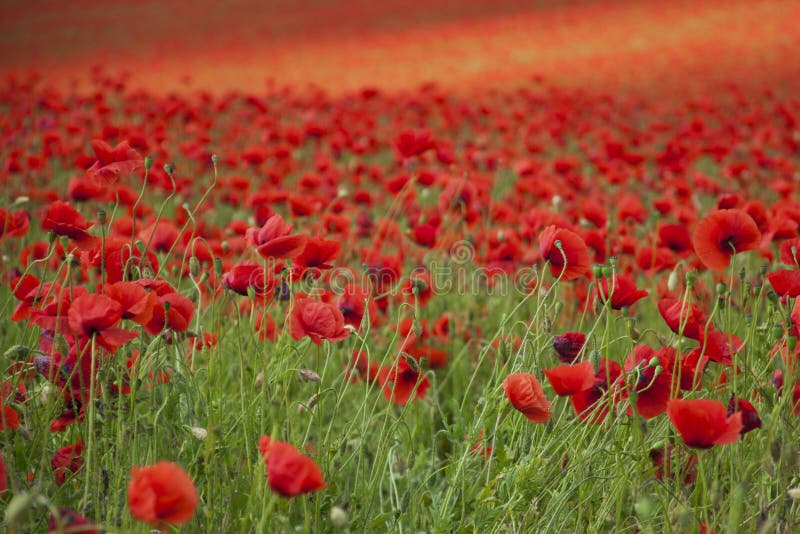 Poppies on a field stock photo. Image of outdoors, landscape - 25602448