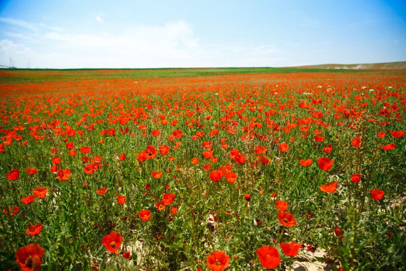 Poppies Field. a Beautiful Field of Blooming Poppies. Nature Stock ...