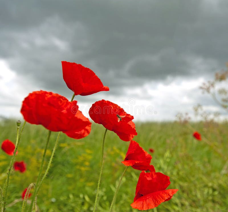 Poppies in a Field Below a Grey Sky Stock Image - Image of weather ...