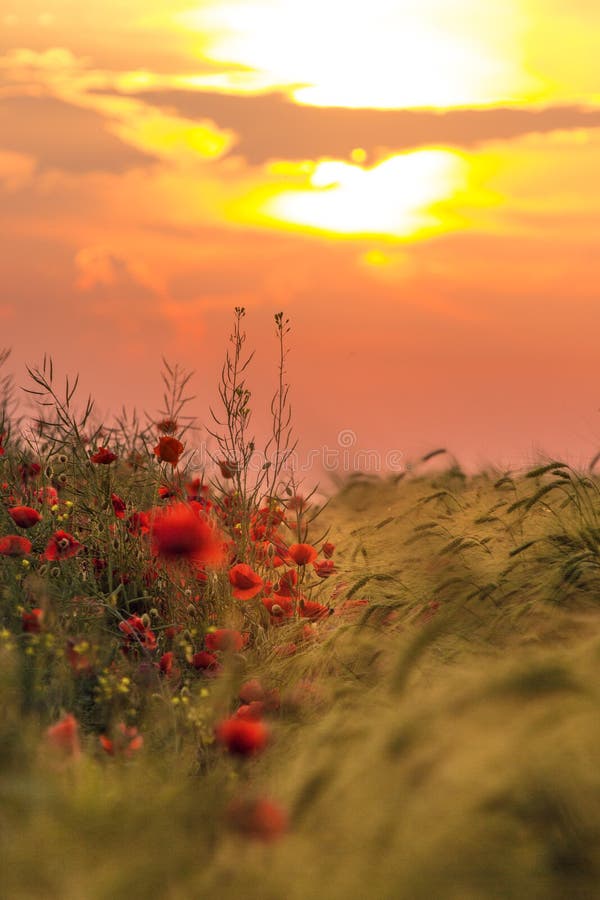 Poppies Field Flower on Sunset Stock Image - Image of plant, meadows ...